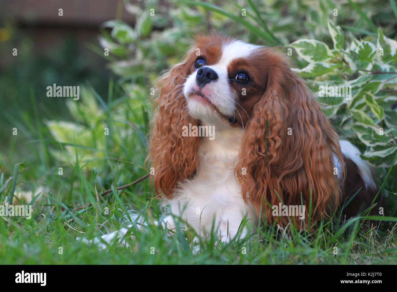 Very sweet little sob, Cavalier King Charles Spaniel. With lenticular ...