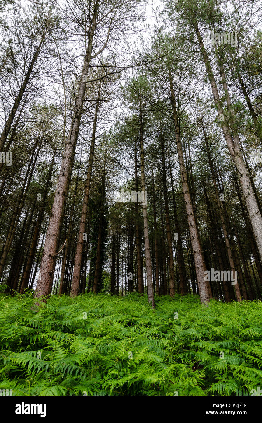 Woodland rising background view hi-res stock photography and images - Alamy