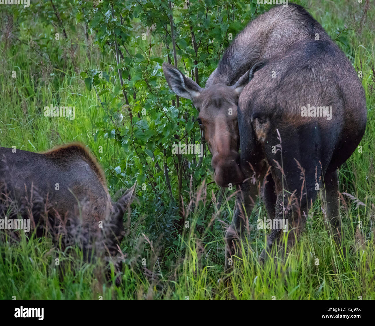 Moose Alaska Potter Marsh Stock Photo - Alamy