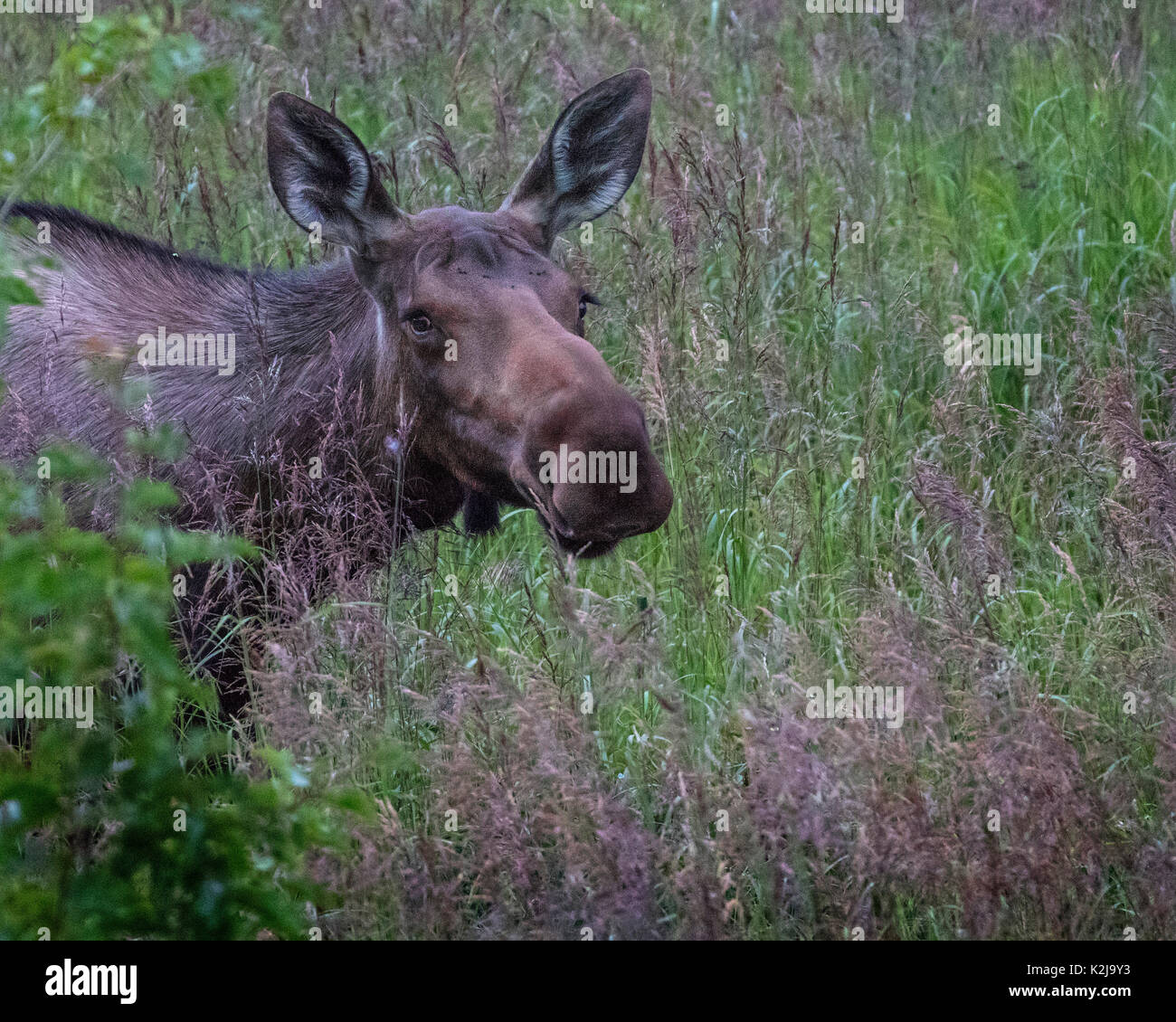 Moose teeth hi-res stock photography and images - Alamy