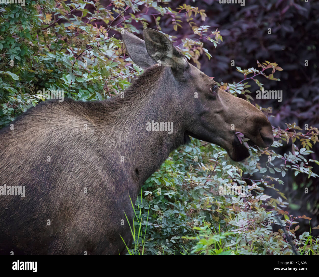 Moose teeth hi-res stock photography and images - Alamy