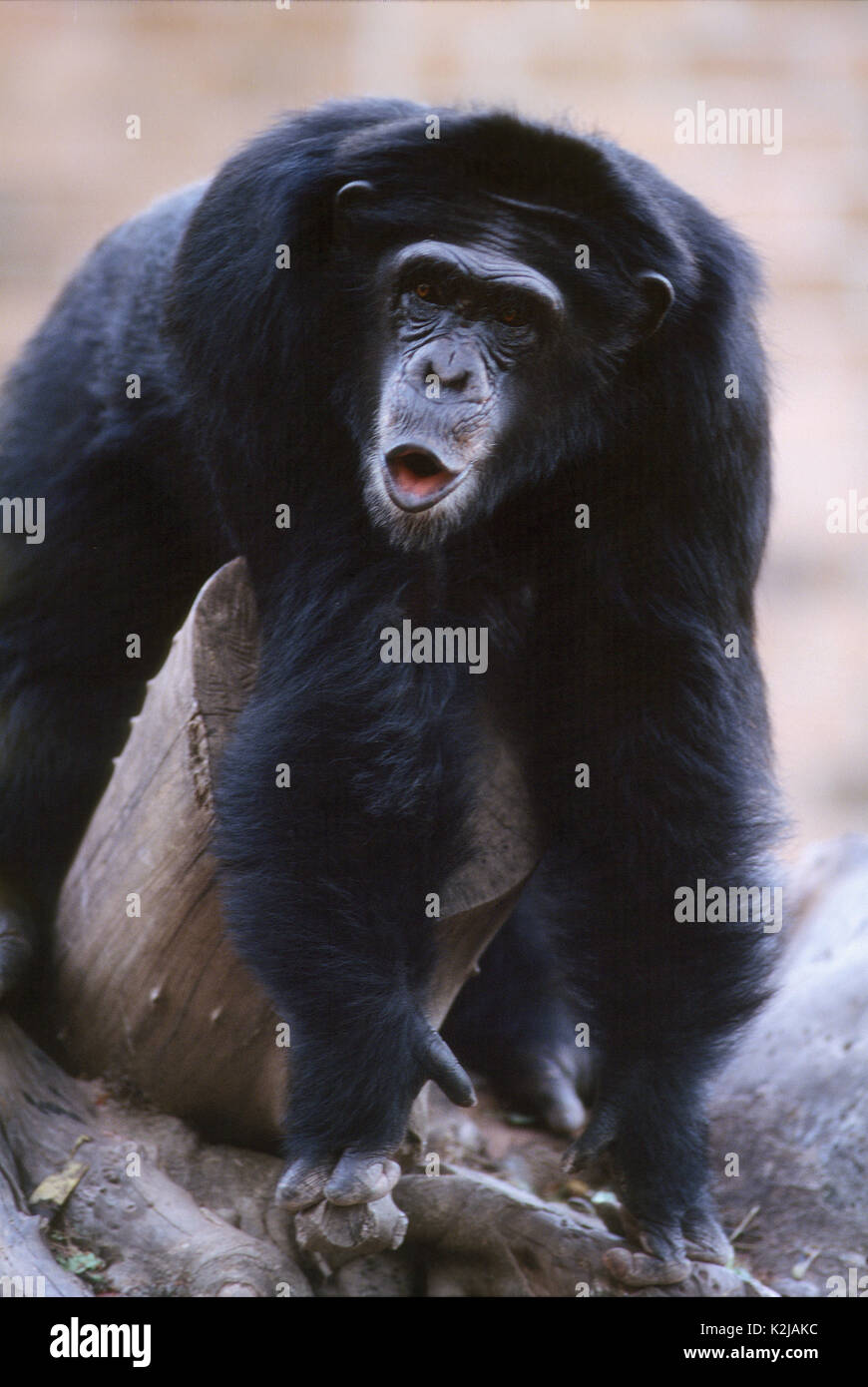 Agitated Chimpanzee at a Zoo Stock Photo - Alamy
