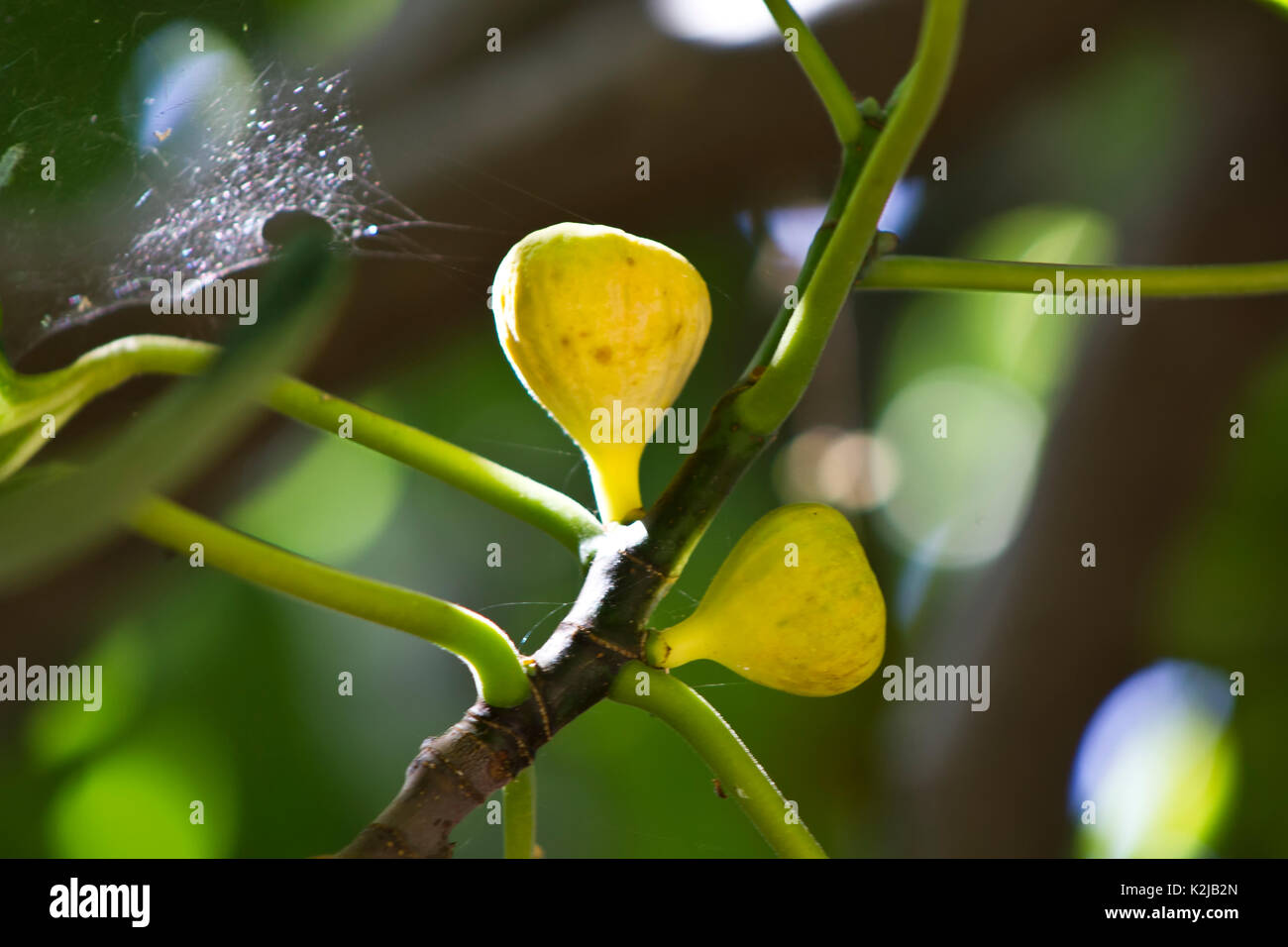 Figs on a fig tree hi-res stock photography and images - Alamy