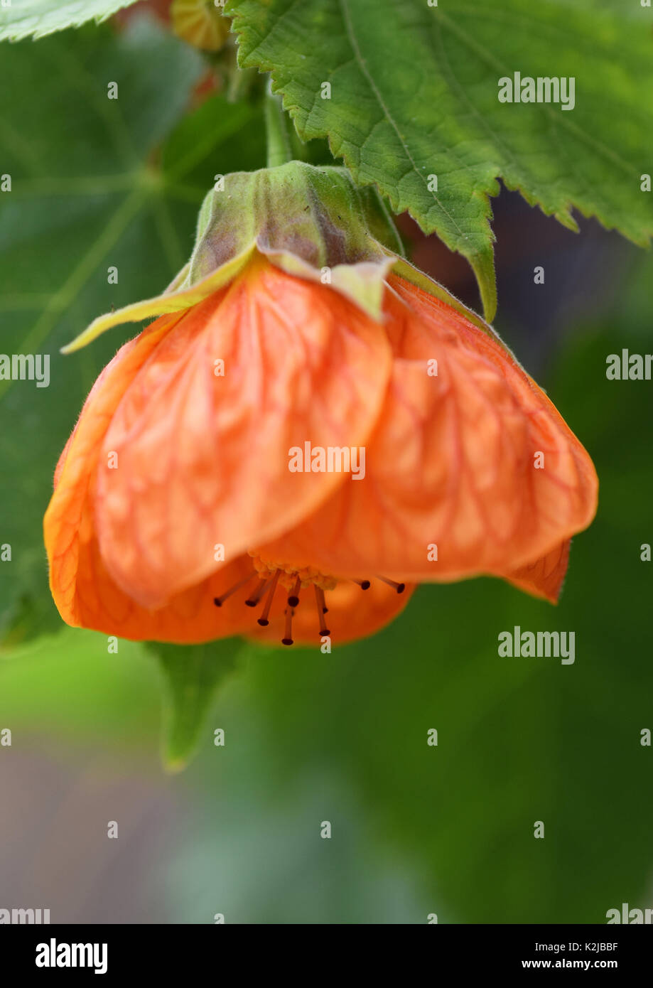Orange abutilon flower Stock Photo - Alamy