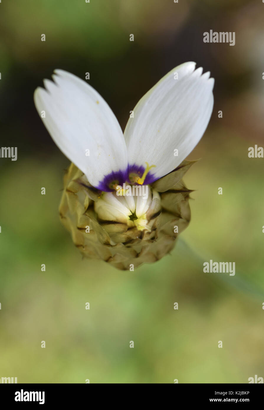 Catananche caerulea Alba bud, Cupid's Dart Stock Photo - Alamy