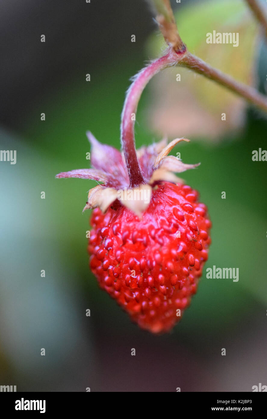 Strawberry gardens hi-res stock photography and images - Alamy