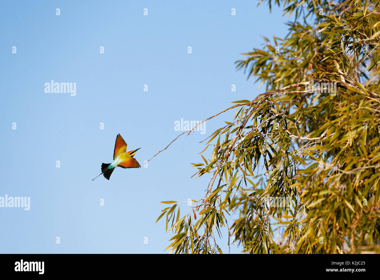 Australian rainbow bee eater hi-res stock photography and images - Alamy