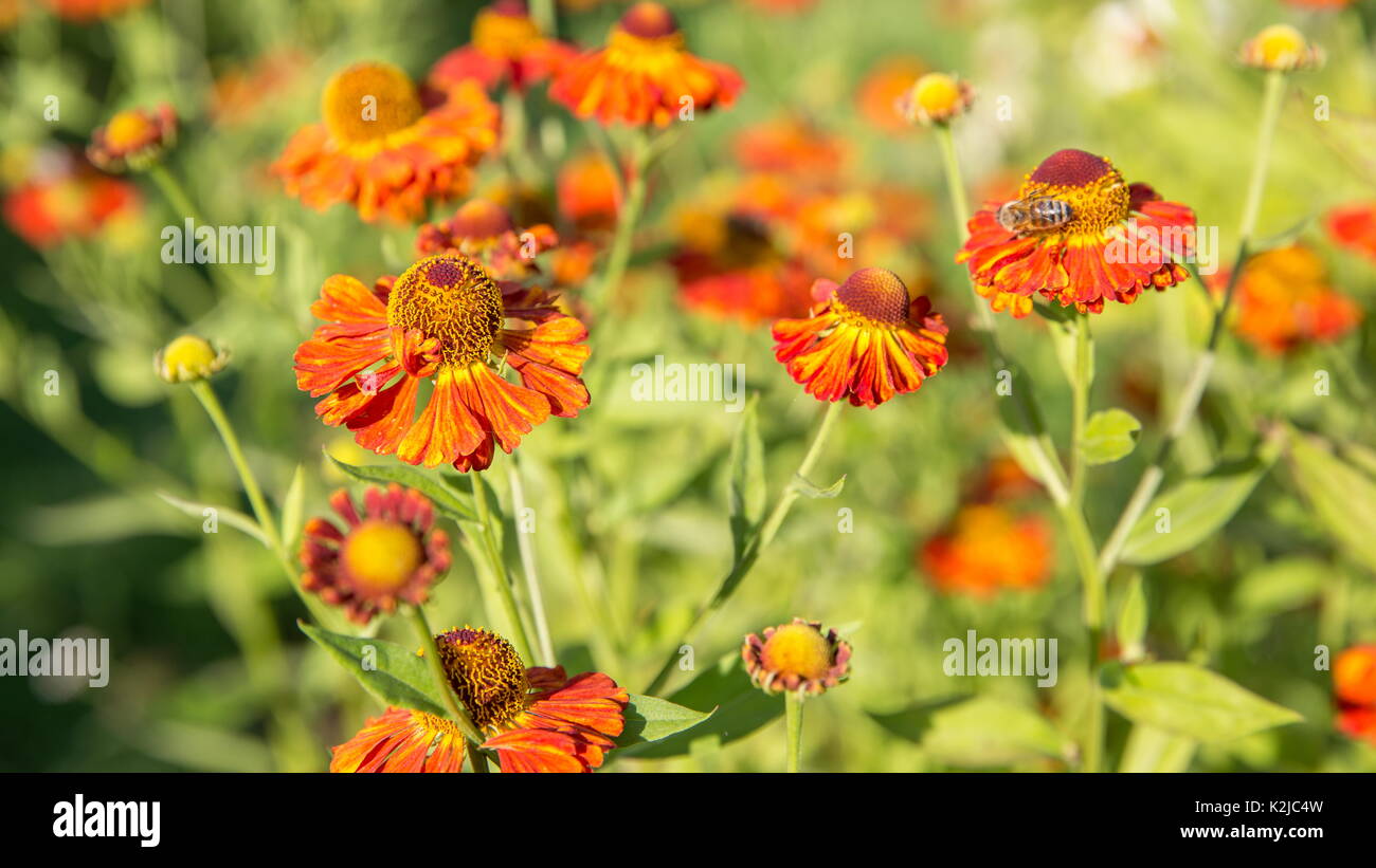 Park helenium hi-res stock photography and images - Alamy