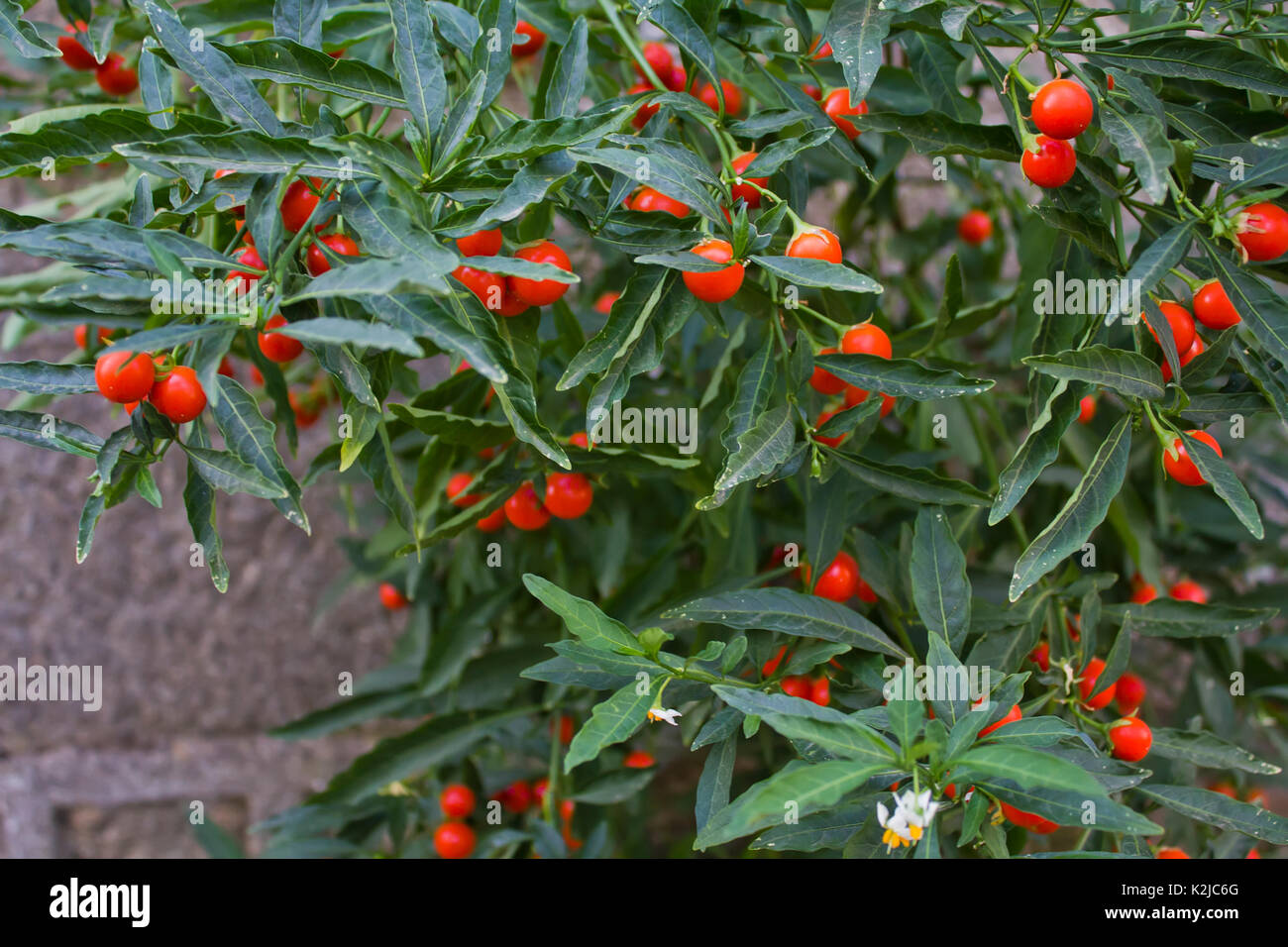 Wild red fruit Stock Photo - Alamy