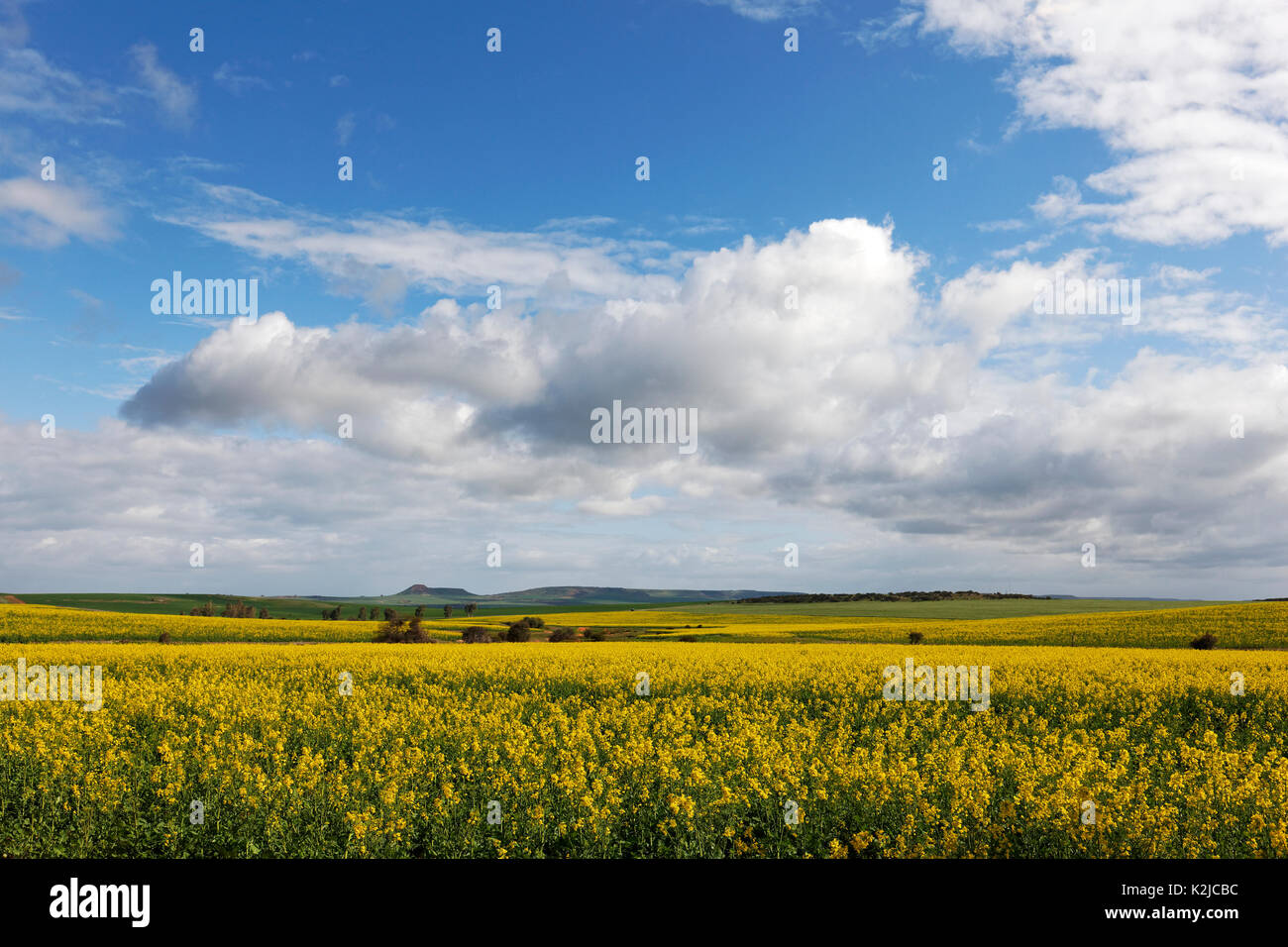 Canola field, Midwest, Western Australia Stock Photo - Alamy