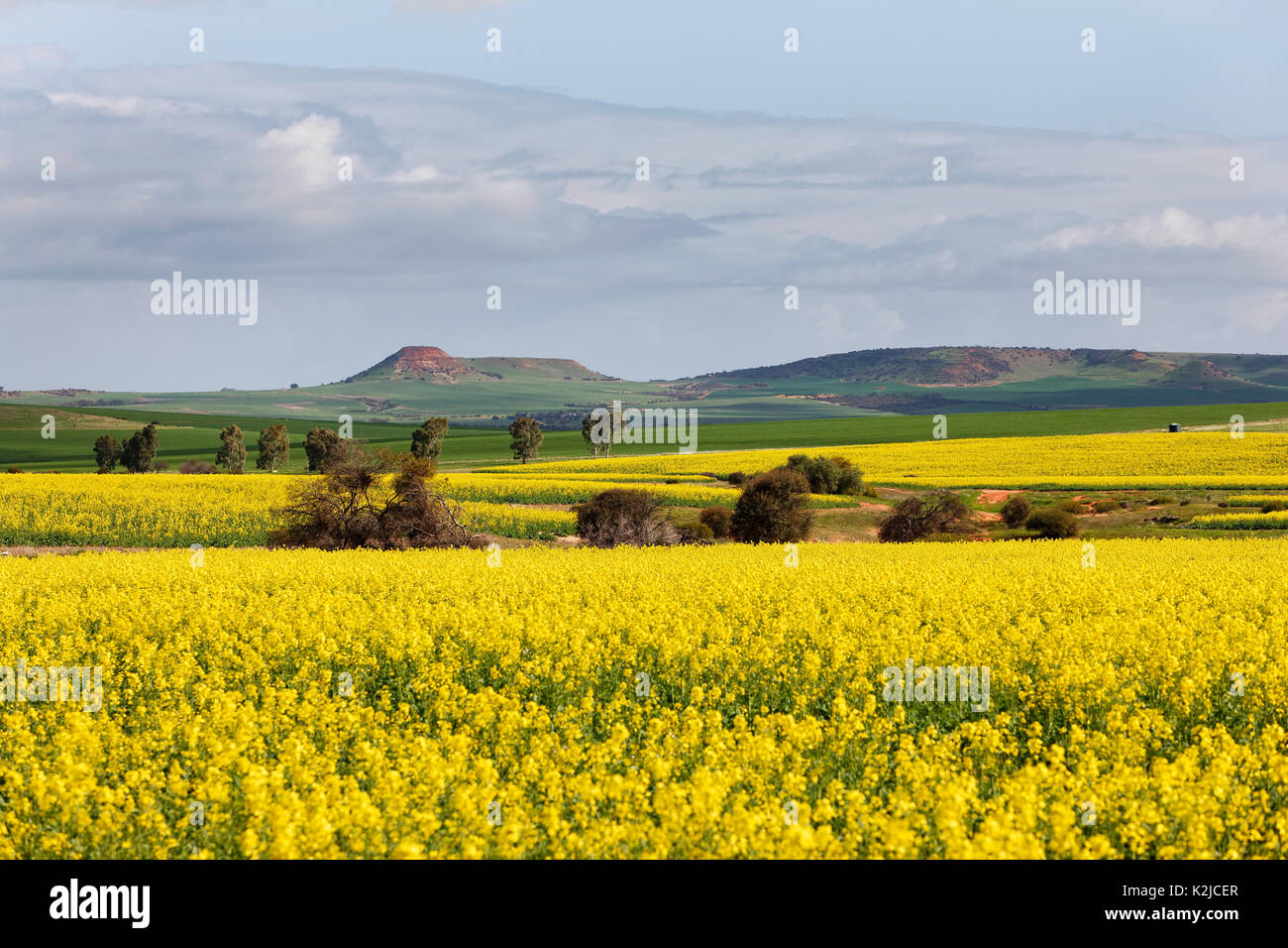 Canola field australia hi-res stock photography and images - Alamy