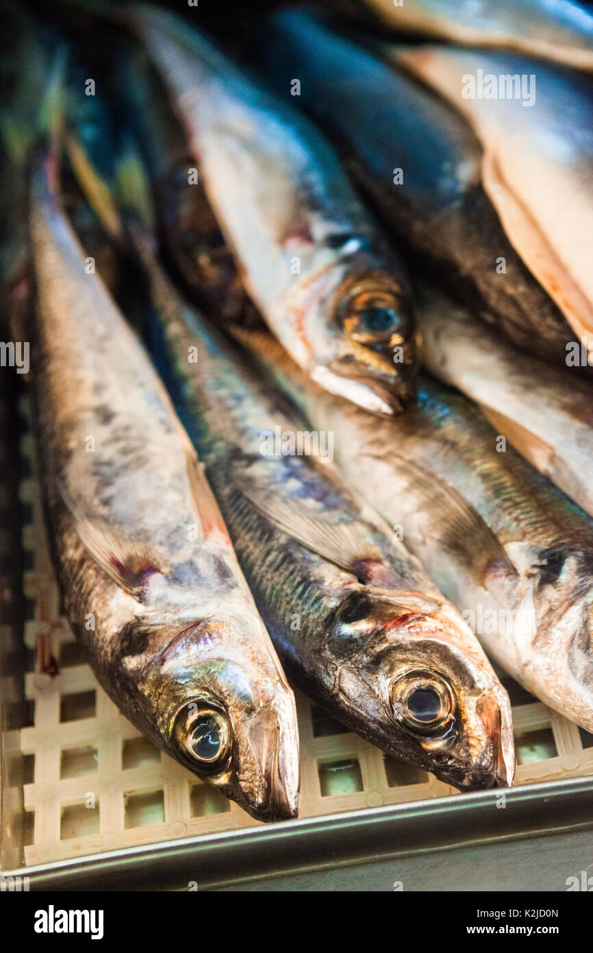 Forage fish hi-res stock photography and images - Alamy