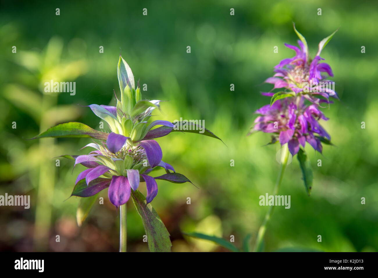 Horsemint