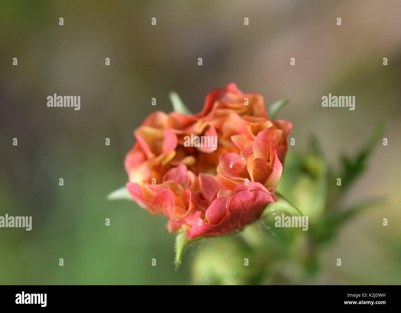 Geum mai tai hi-res stock photography and images - Alamy