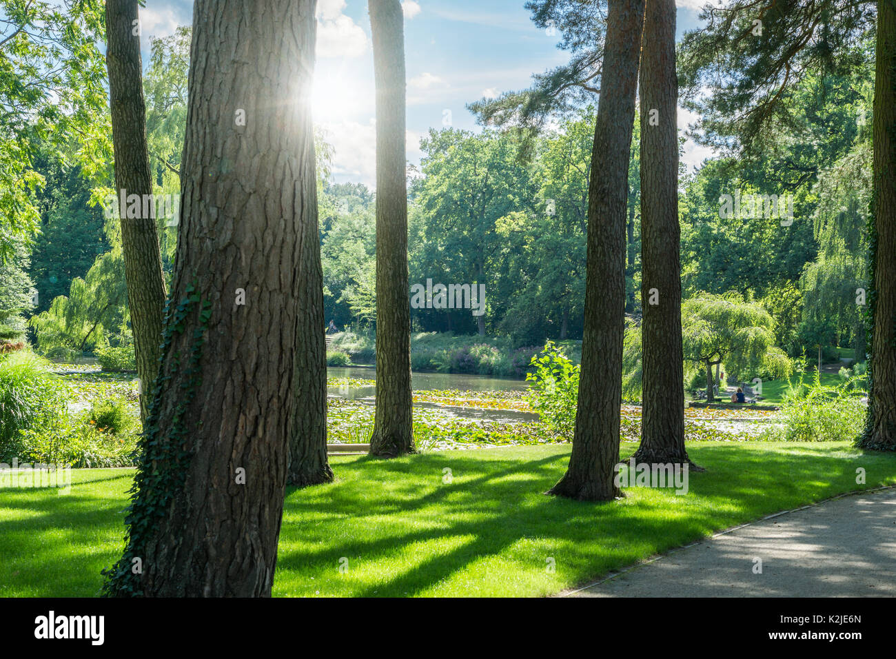 Public park in the city. Backlit picture with trees and a lake ...