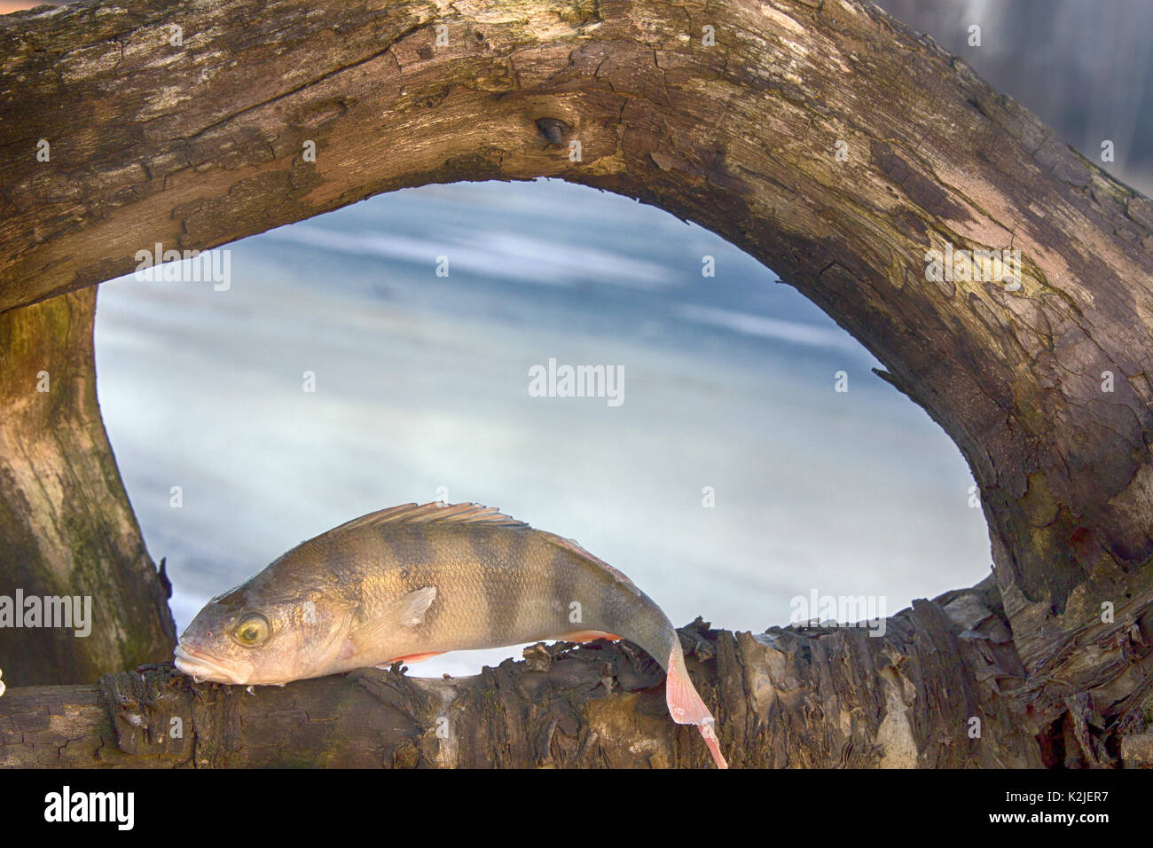 active rest fishing for perch in winter from ice. Composition of catch ...
