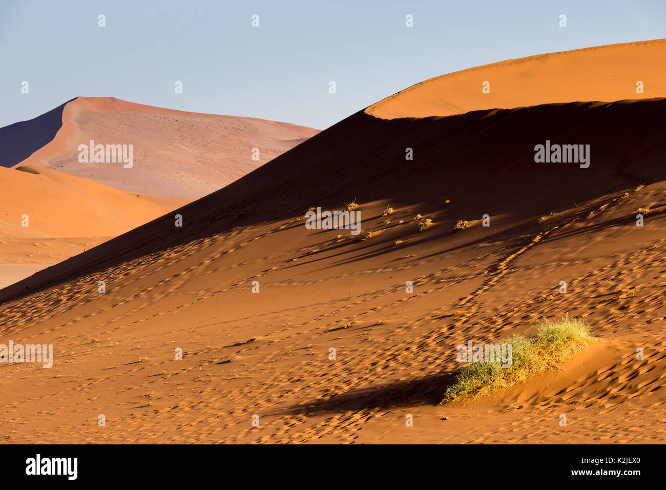 Namibia desert sunset tree hi-res stock photography and images - Alamy