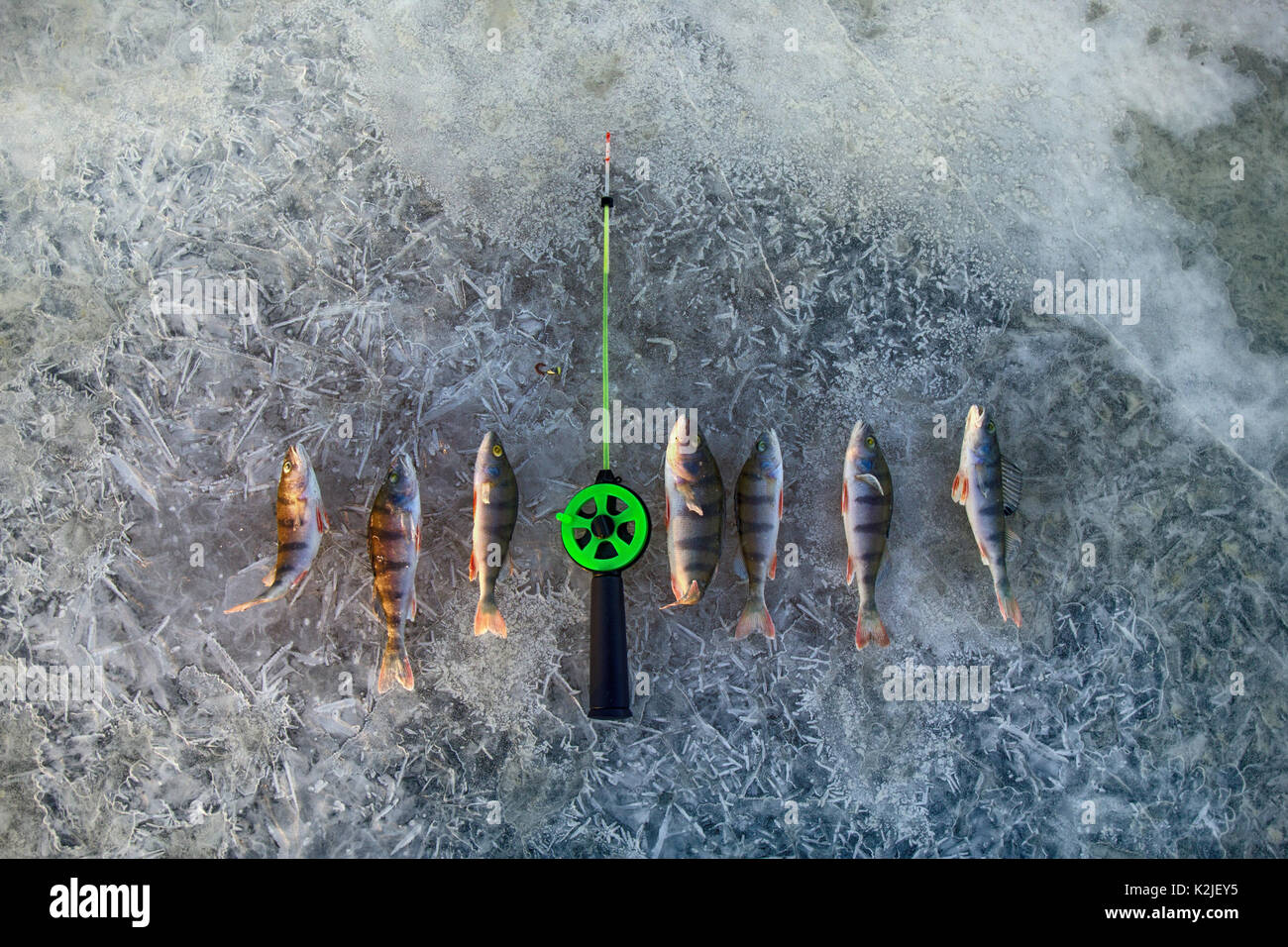active rest fishing for perch in winter from ice. Composition of catch ...