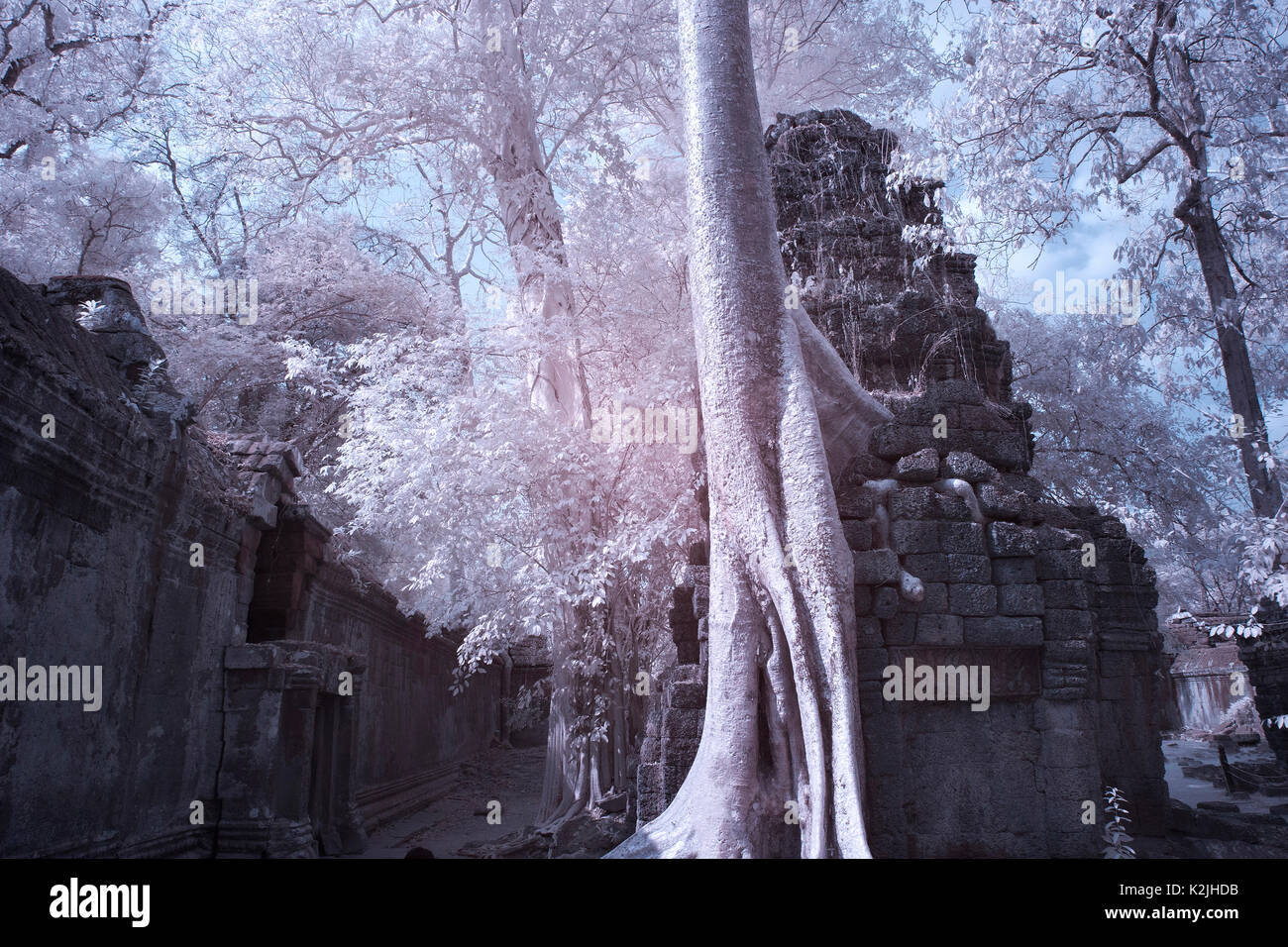 ta prohm castle amazing banyan tree roots siem reap Cambodia Stock ...