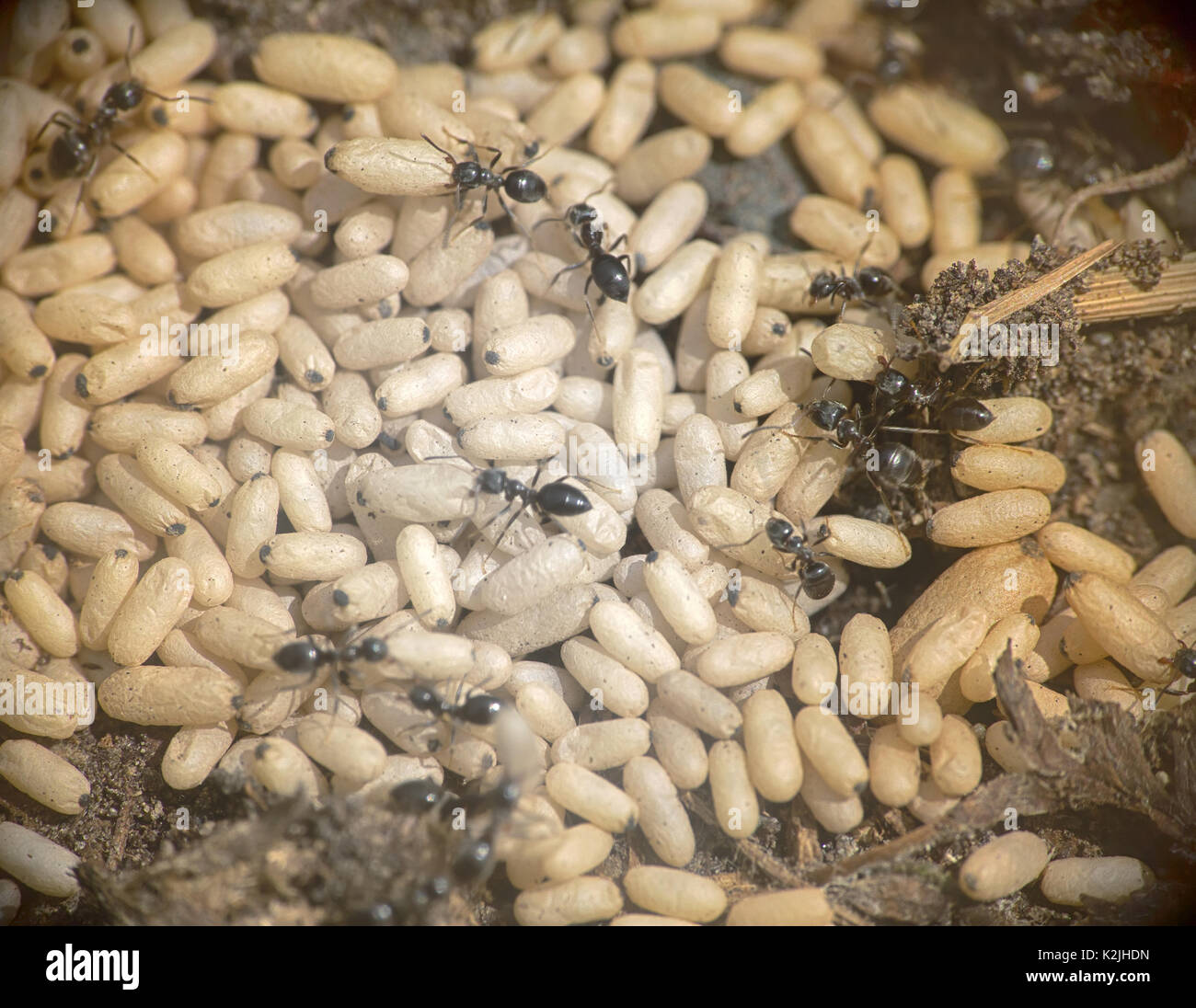 Termite burrows hi-res stock photography and images - Alamy