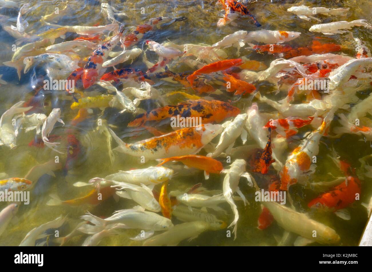 Fish pond white temple Chiang Rai Stock Photo - Alamy