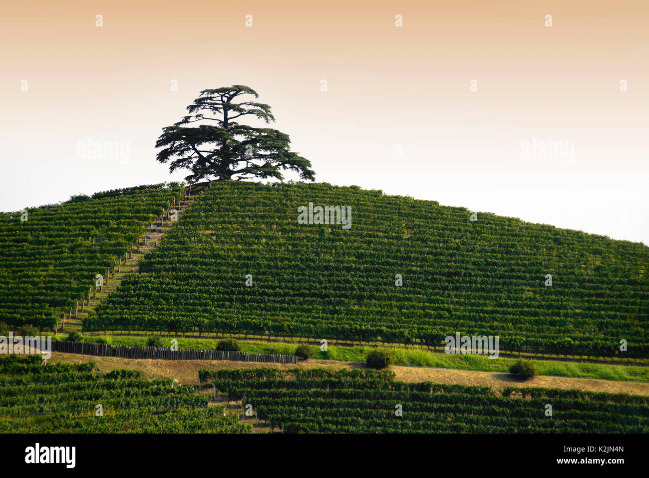 View at dawn on the Cedar of Lebanon, conifer evergreen that stands ...