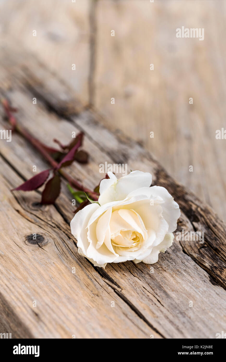 Timber flower hi-res stock photography and images - Alamy