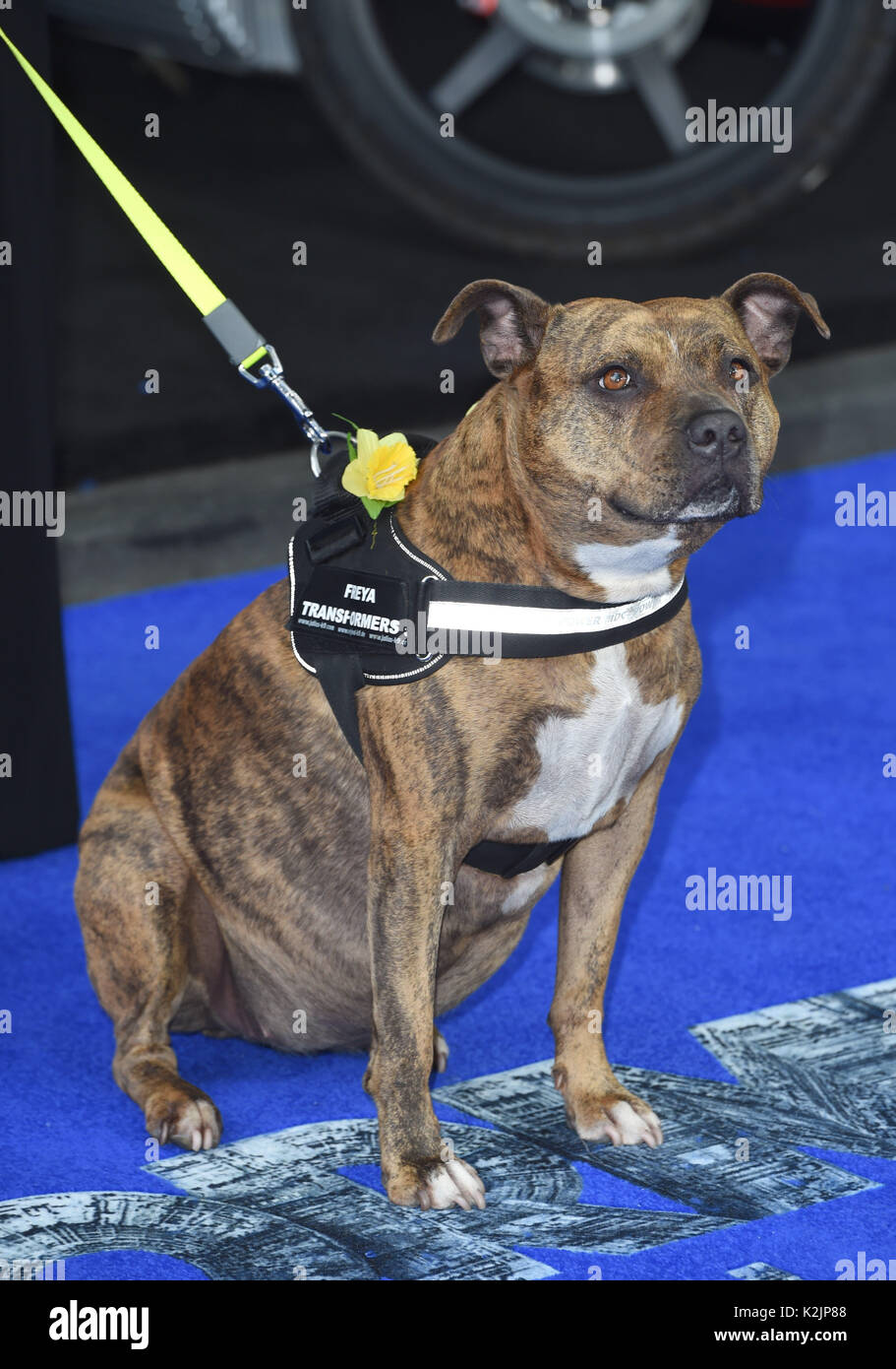 Photo Must Be Credited ©Alpha Press 079965 18/06/2017 Freya The Dog ...