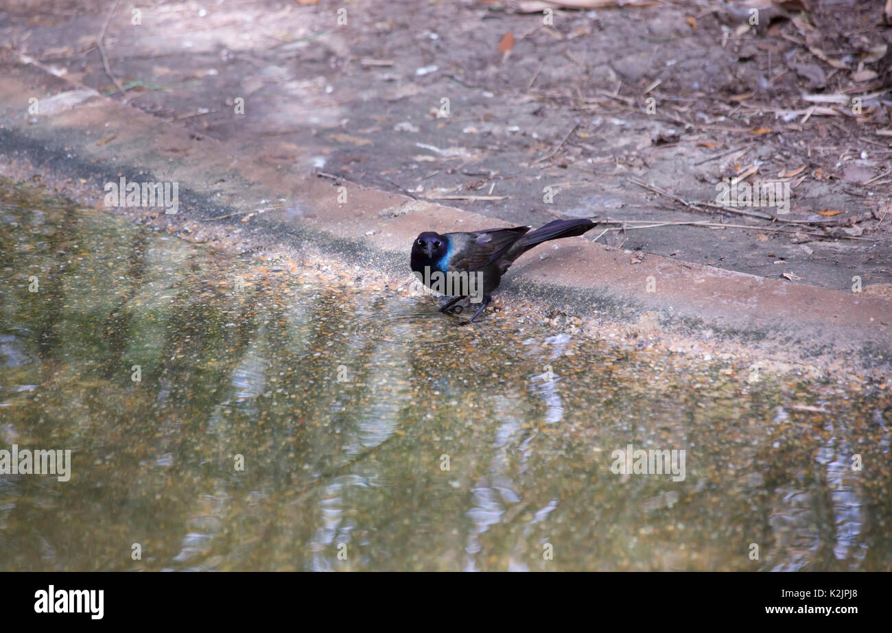 Slender bird features hi-res stock photography and images - Alamy