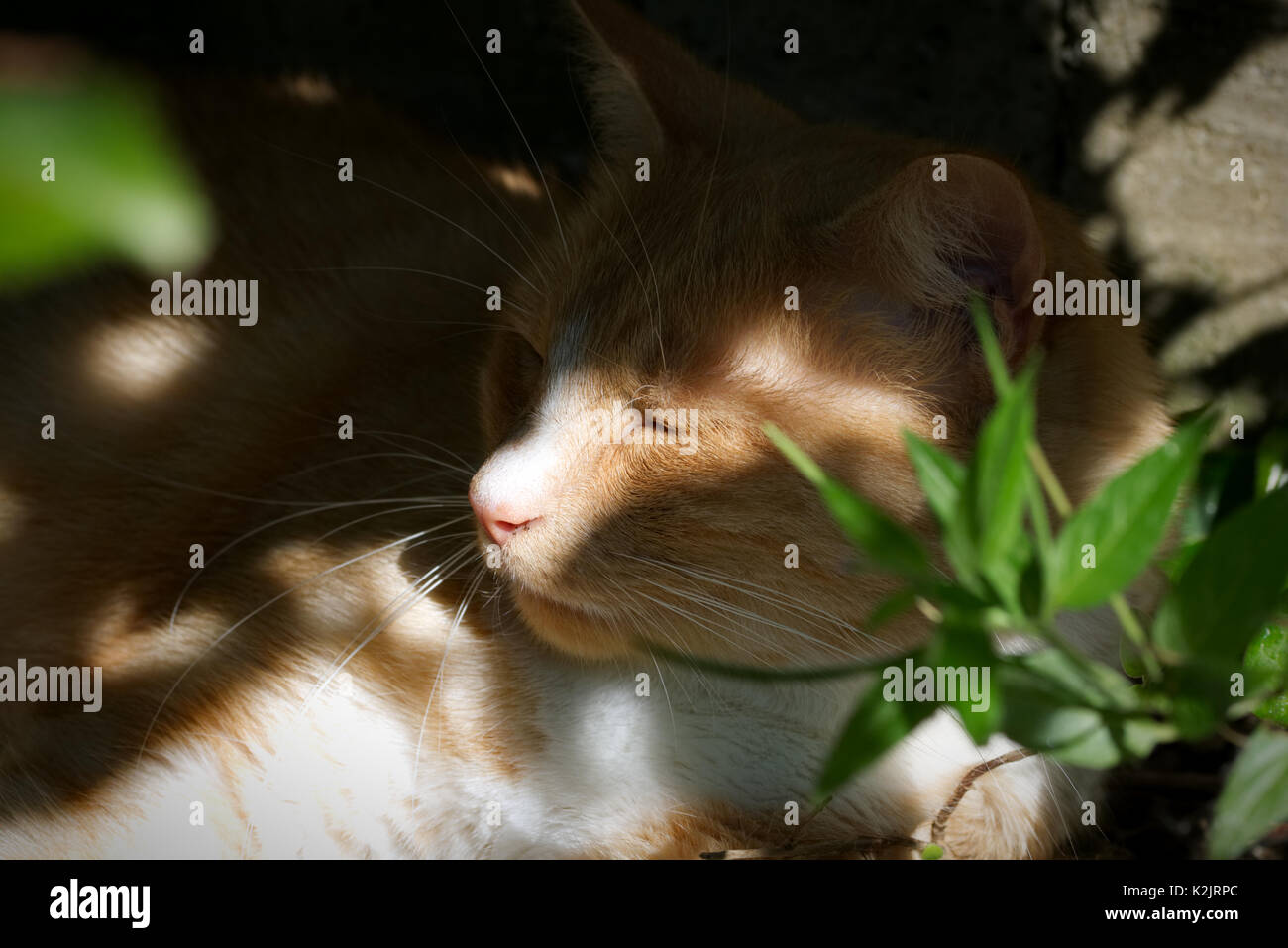 Portrait image of domestic cat in shade under a tree Stock Photo - Alamy