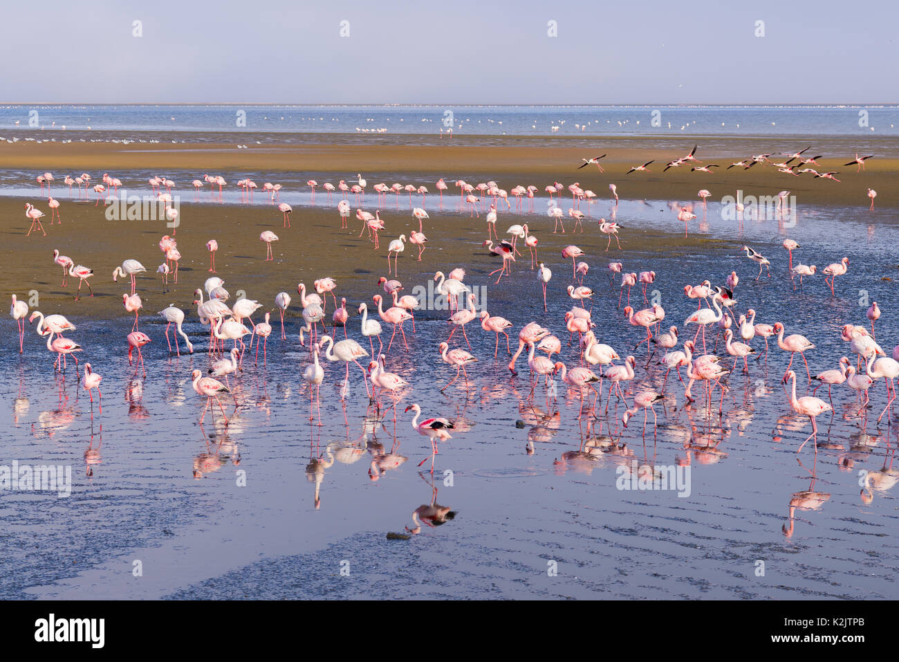 Group Of Pink Flamingos On The Sea At Walvis Bay The Atlantic Coast Of