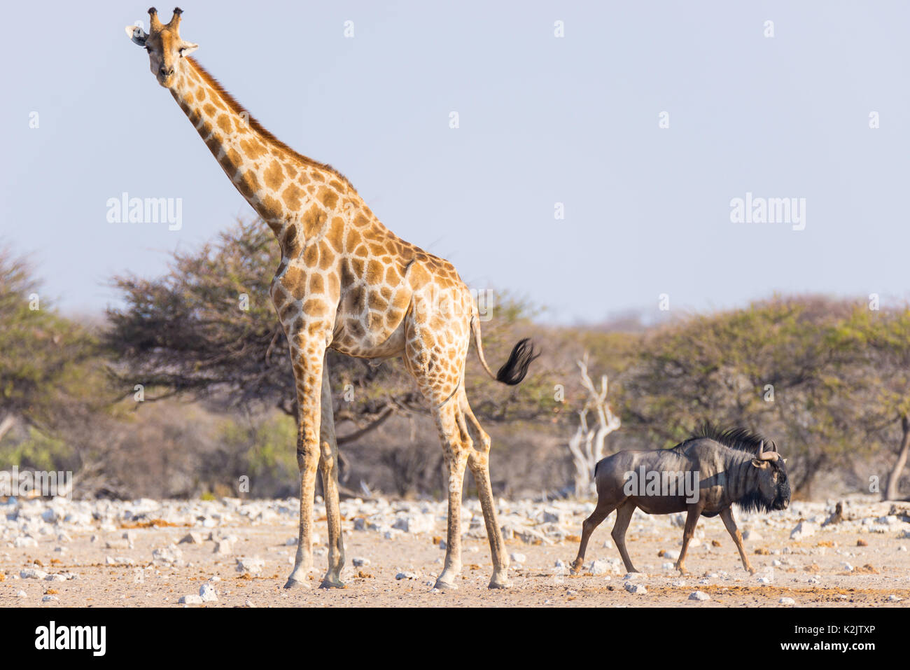 Giraffe and Blue Wildebeest walking in the bush. Wildlife Safari in the ...
