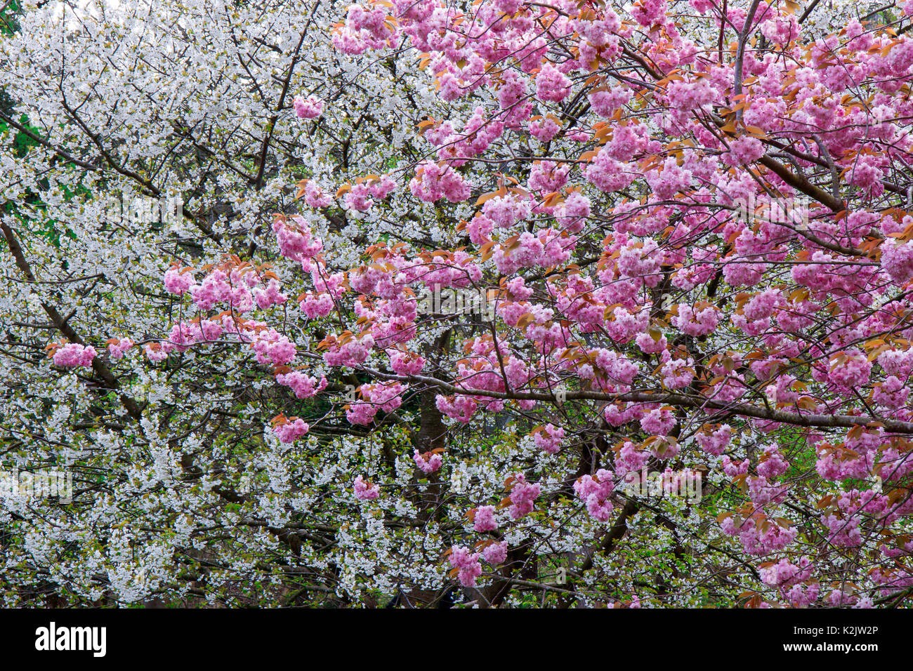 Spring cherry blossom ,pink and white flowers,Sakura Stock Photo - Alamy