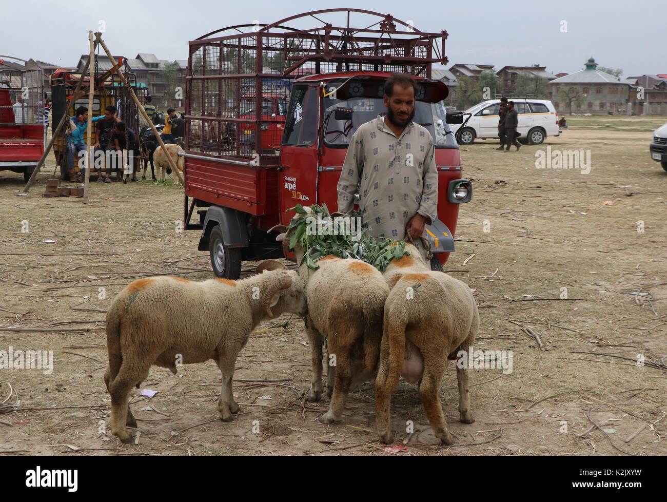 India. 30th Aug, 2017. A Kashmiri sheep seller feed his sheeps at a ...