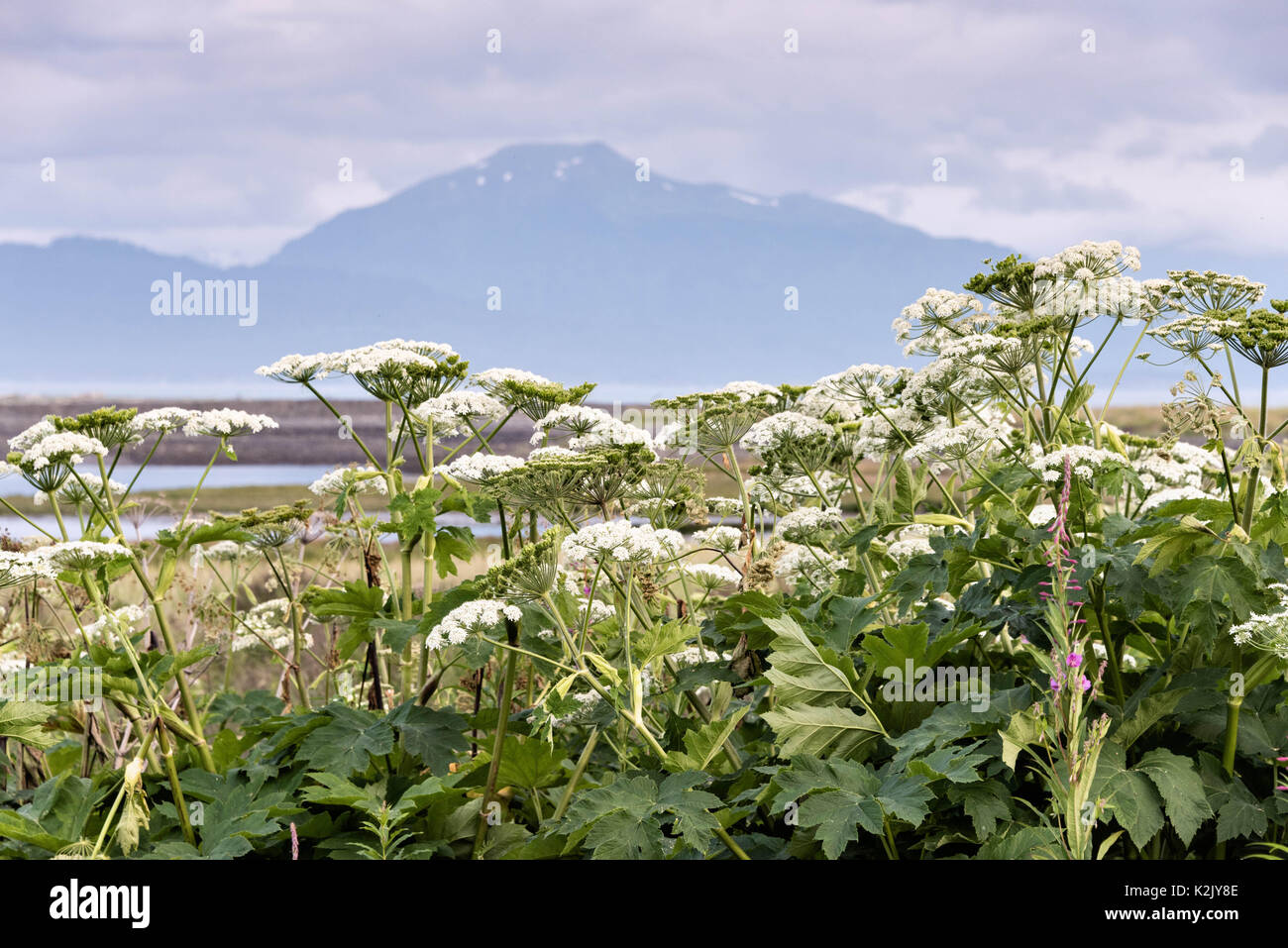 Wild Yarrow flowers along Kamishak Bay with the Kenai Mountains in ...