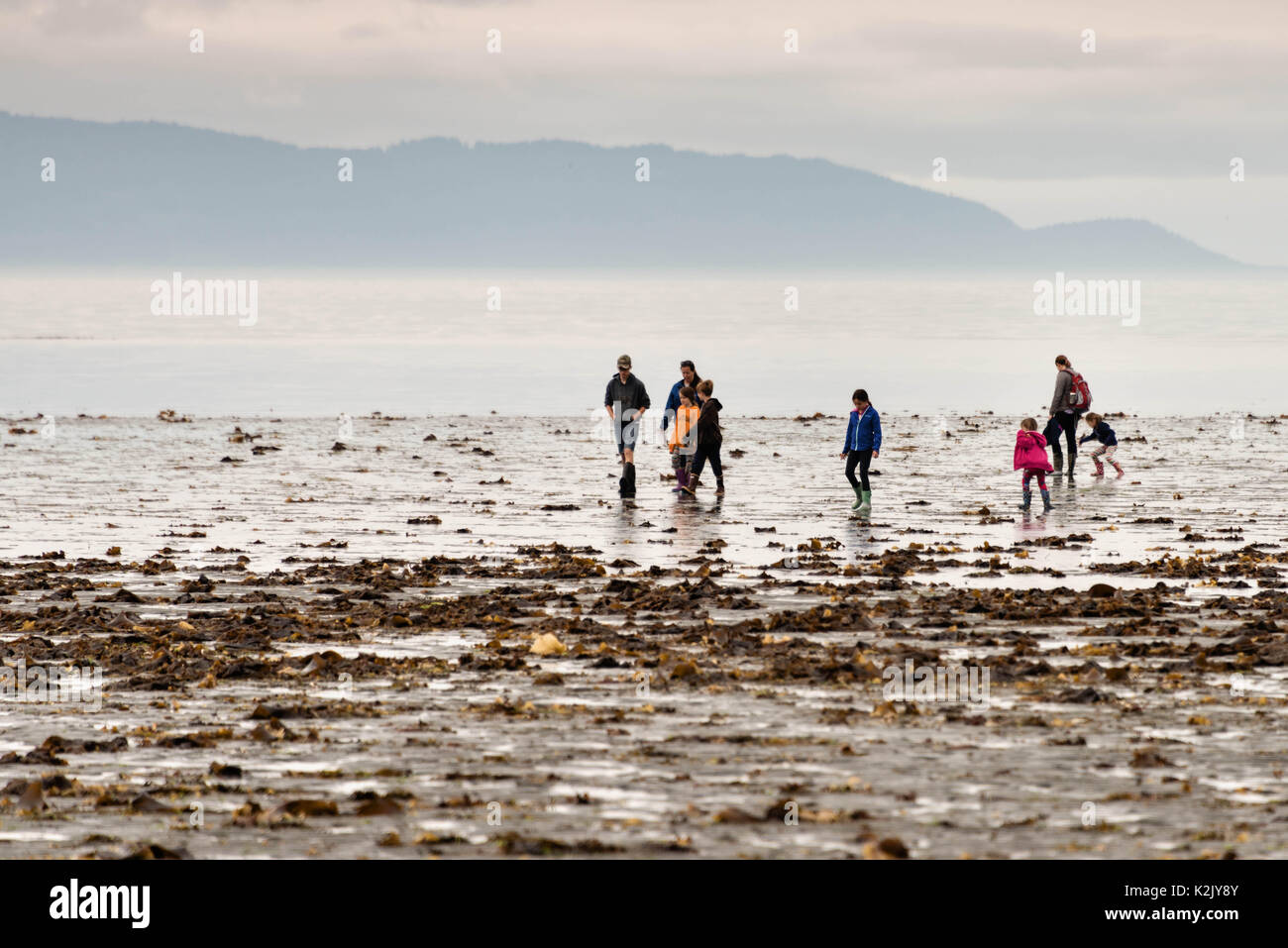 A family explores the tide pools along Bishops Beach, a sand and mud ...