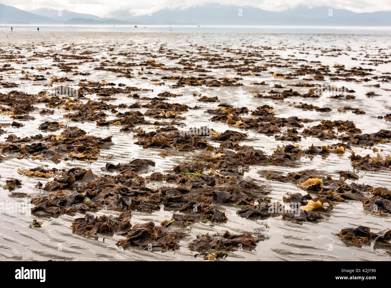 Acres of kelp in the tide pools along Bishops Beach, a sand and mud ...