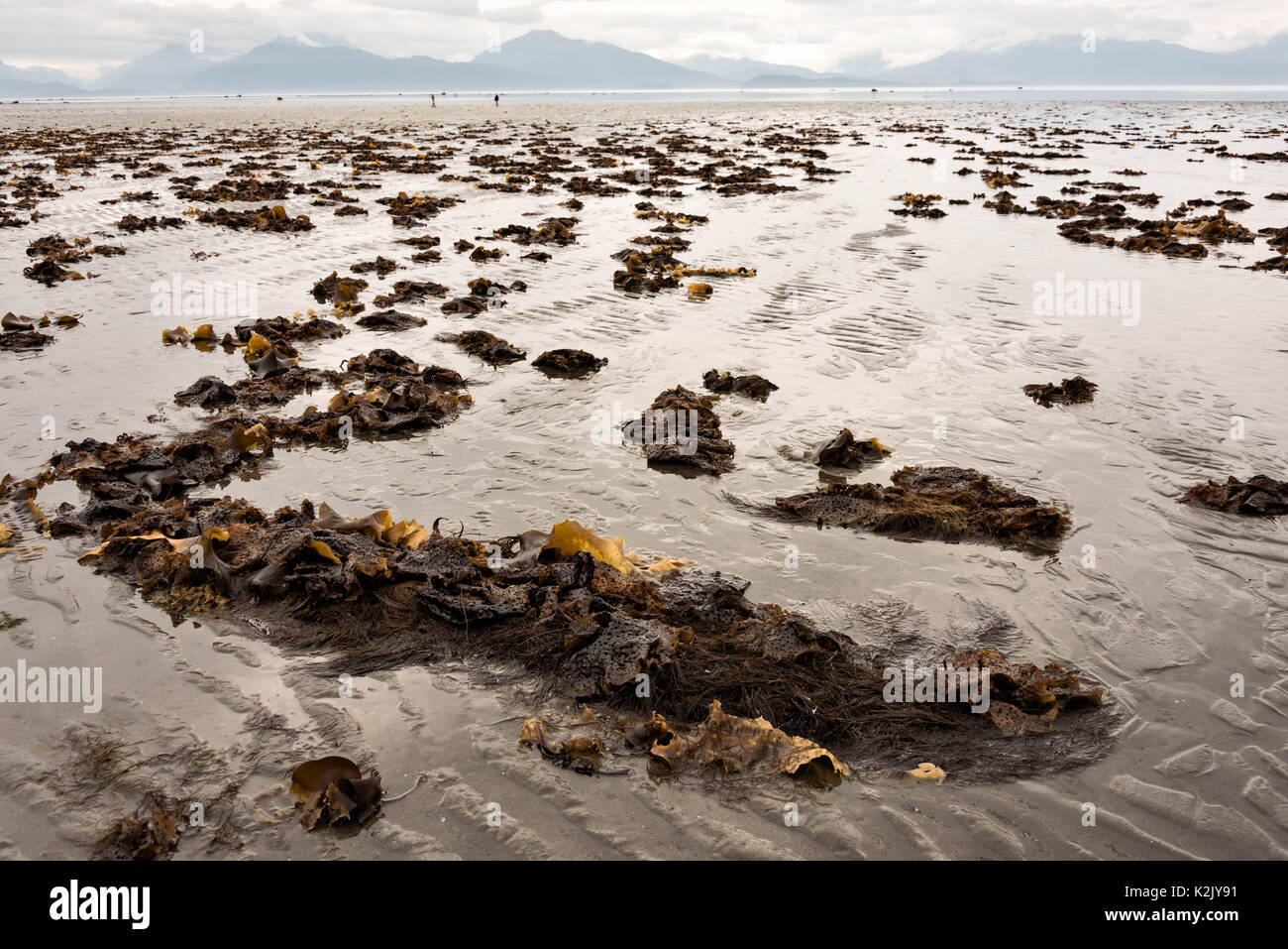 Acres of kelp in the tide pools along Bishops Beach, a sand and mud ...