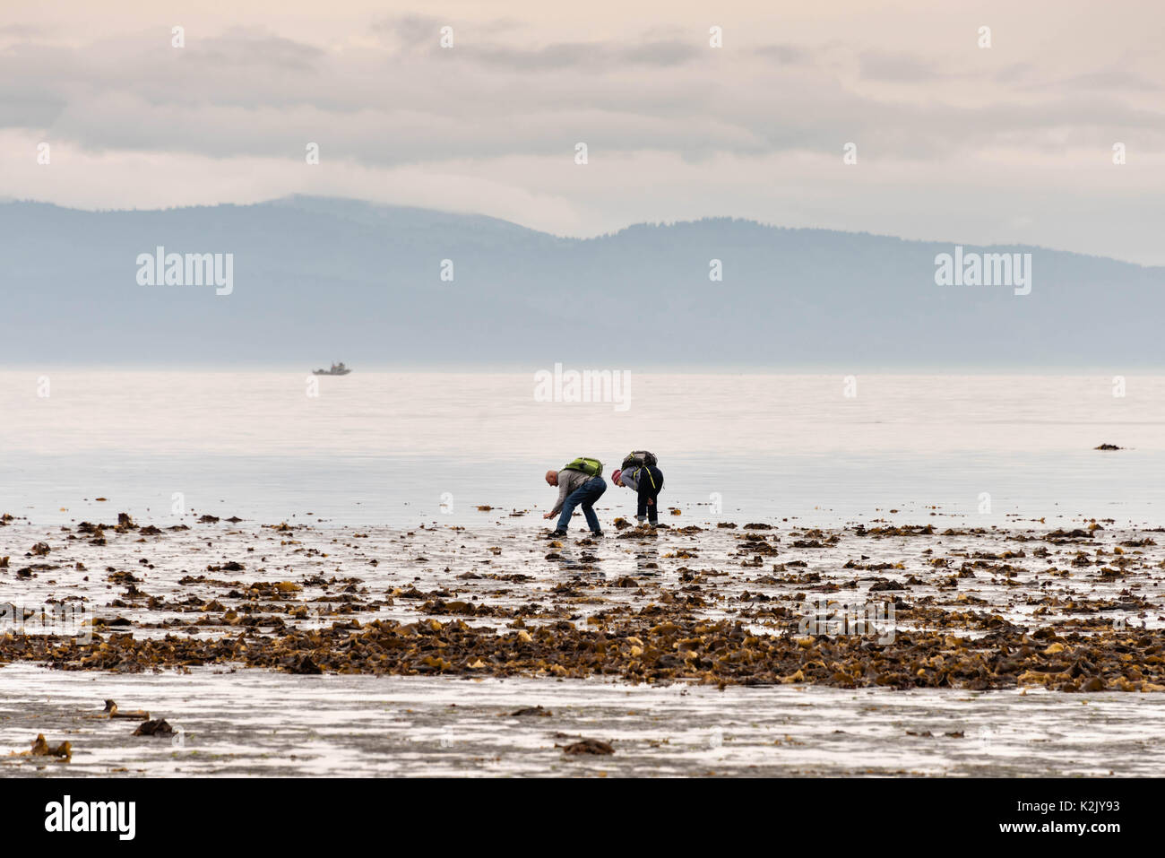 People explore the tide pools along Bishops Beach, a sand and mud beach ...