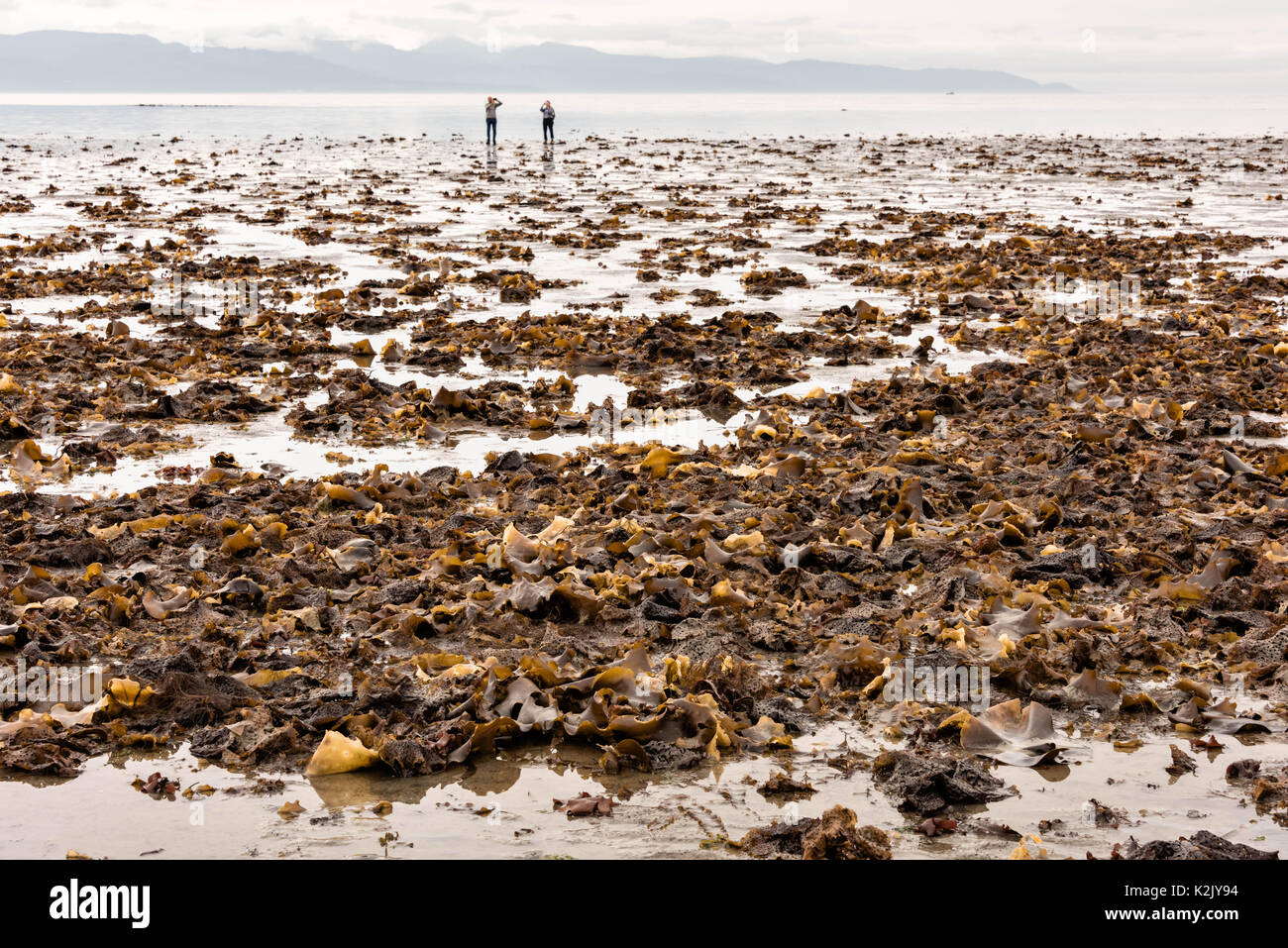 People explore the tide pools along Bishops Beach, a sand and mud beach ...