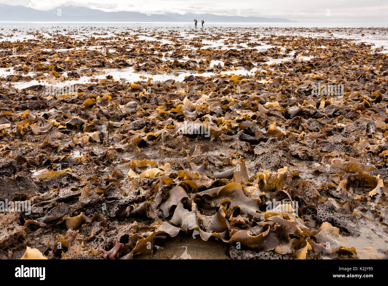 People explore the tide pools along Bishops Beach, a sand and mud beach ...