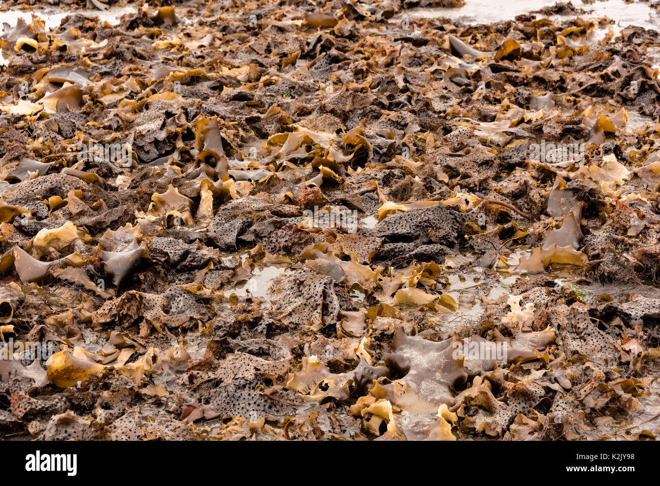 Bull kelp in the tide pools along Bishops Beach, a sand and mud beach ...