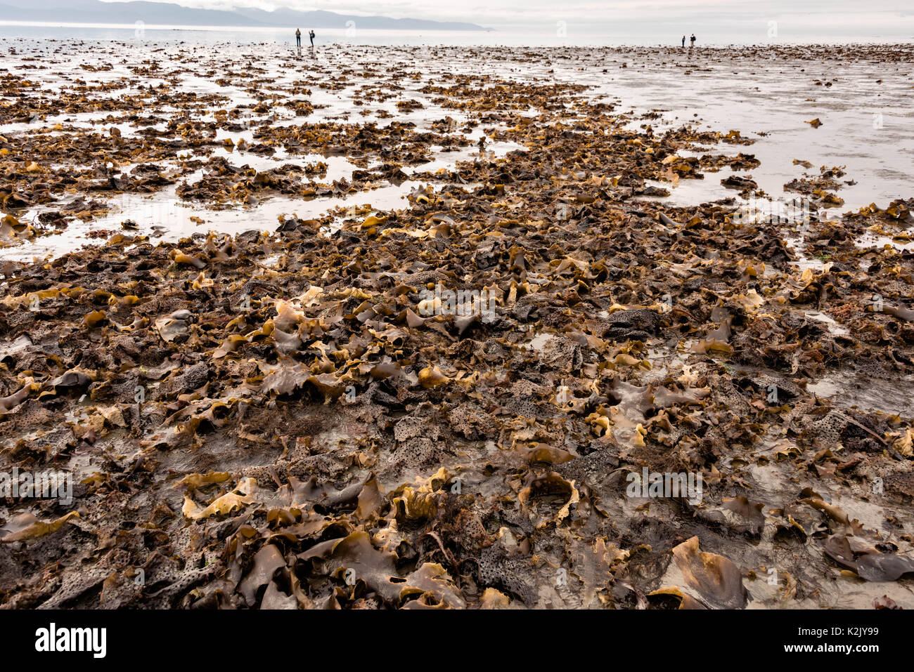 People explore the tide pools along Bishops Beach, a sand and mud beach ...