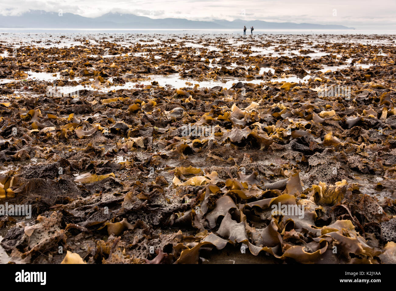 People explore the tide pools along Bishops Beach, a sand and mud beach ...