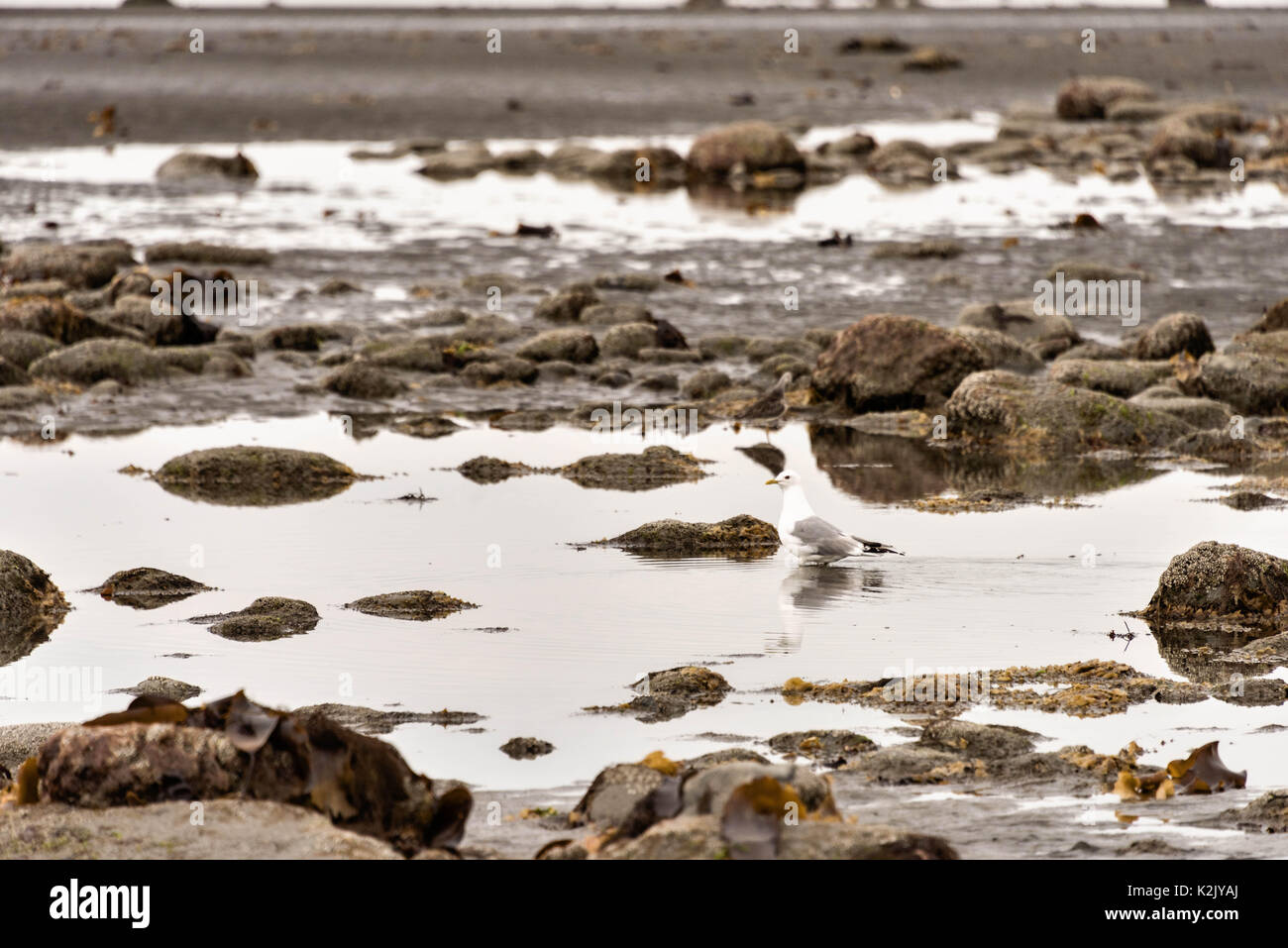 A Glaucous-winged gull in the tide pools along Bishops Beach, a sand ...