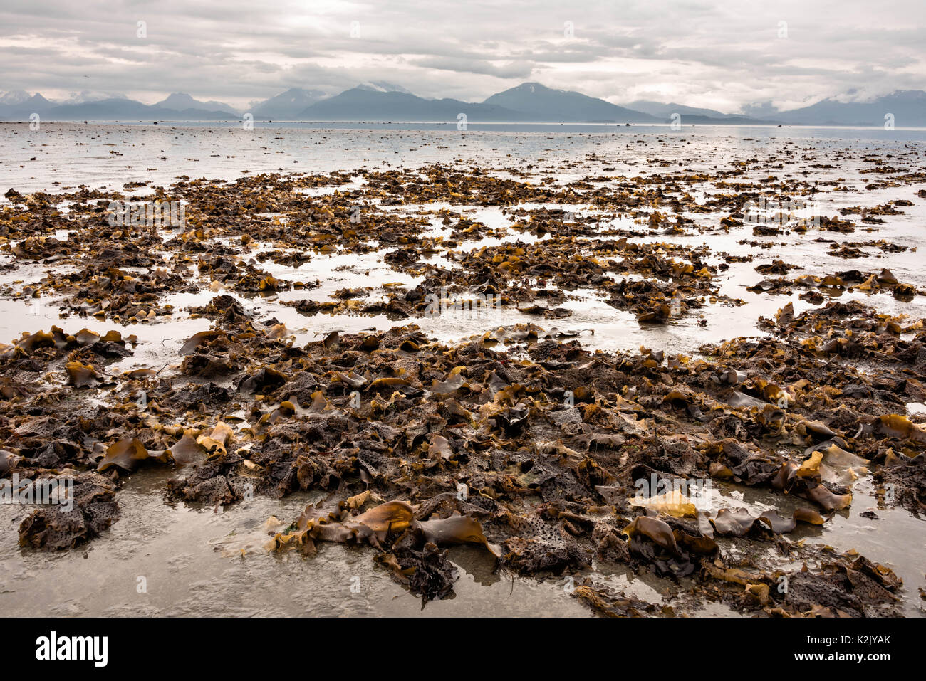 Bull kelp in the tide pools along Bishops Beach, a sand and mud beach ...