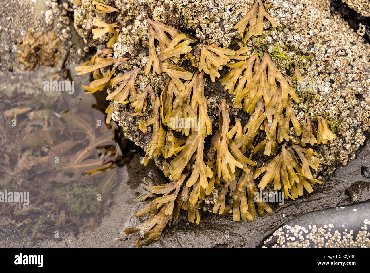 Tiny Rockweed seaweed grows along rocks in the tide pools along Bishops ...