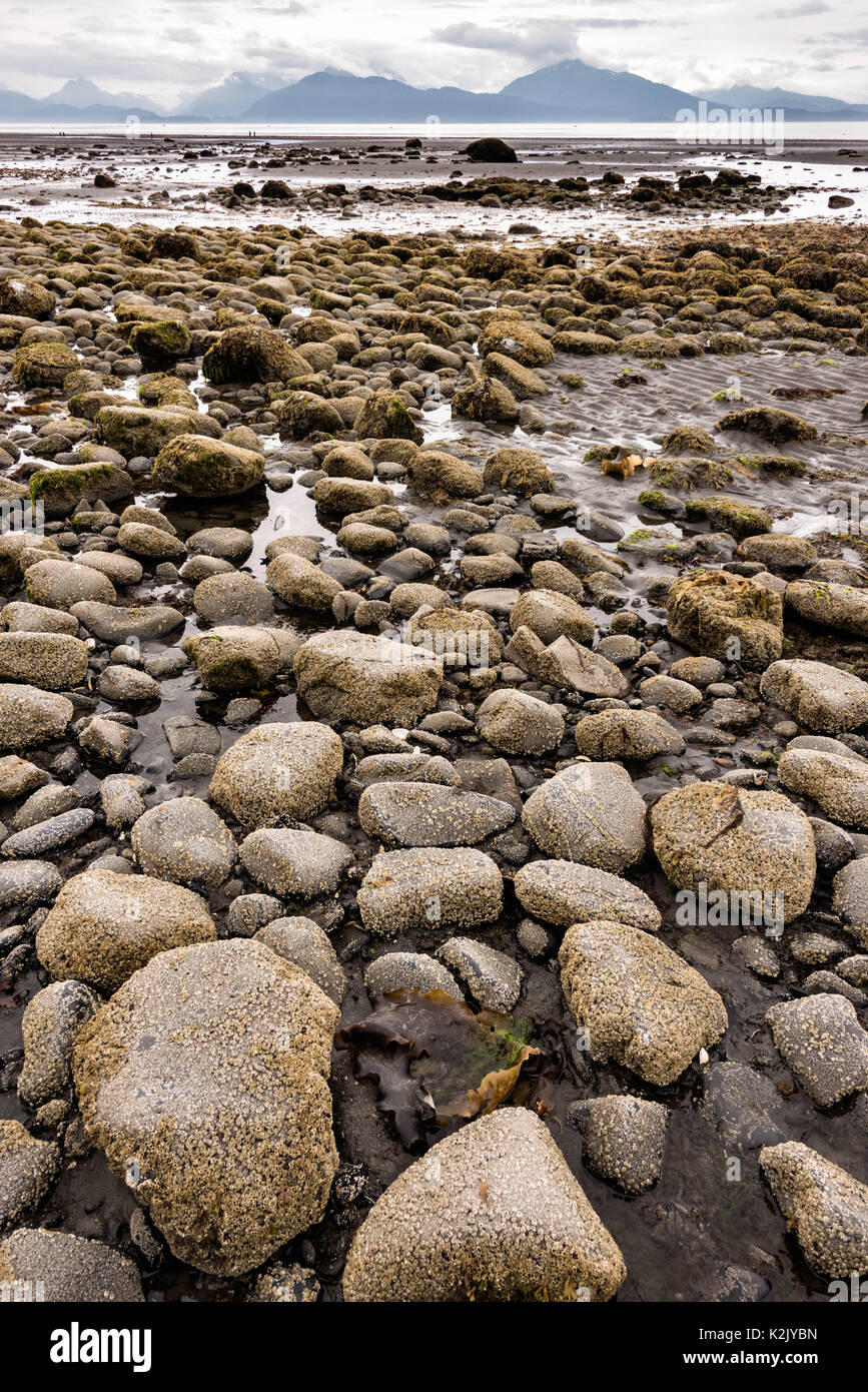 Barnacle covered rocks and tidal pools along Bishops Beach, a sand and ...