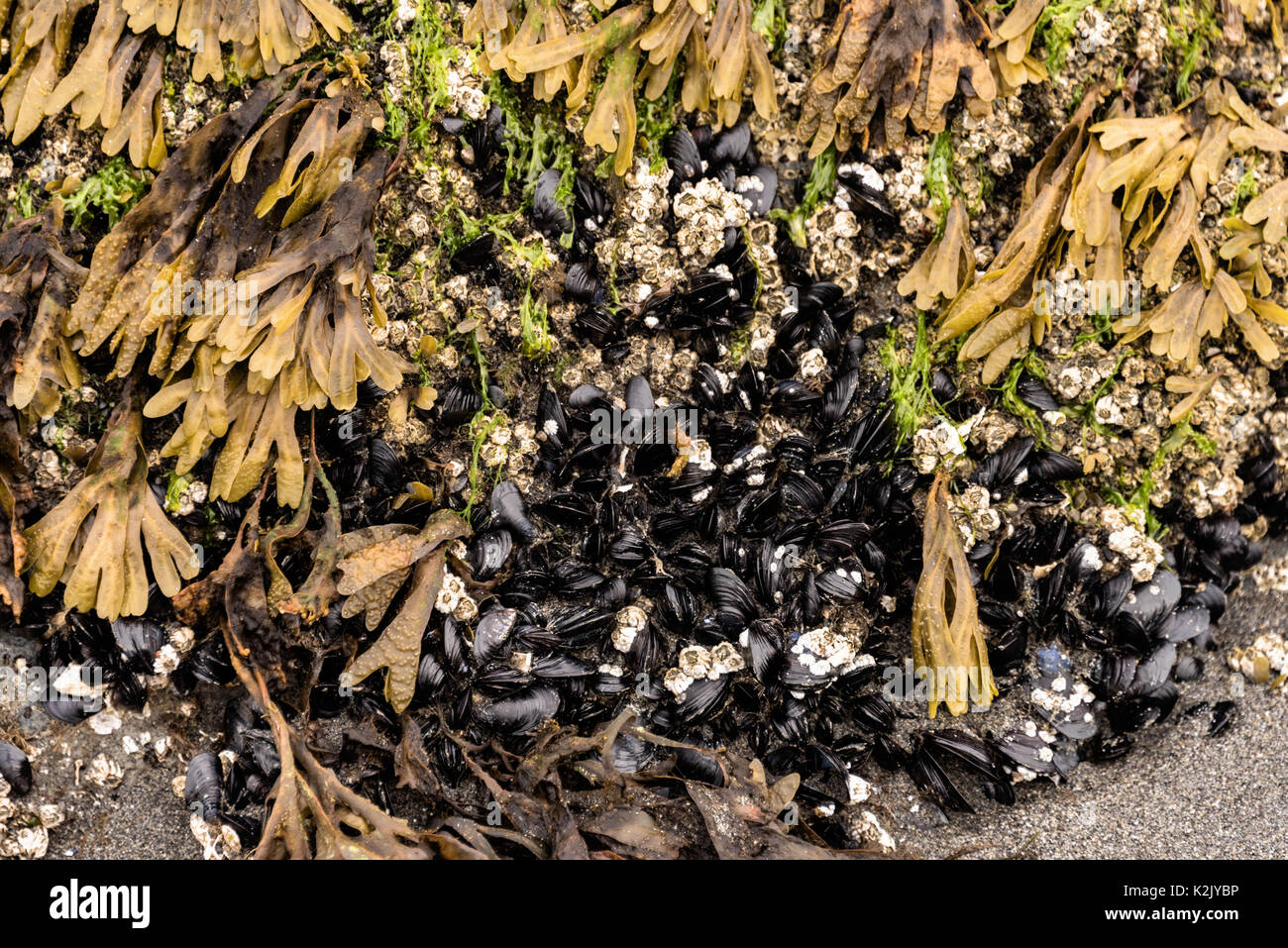 Tiny Rockweed seaweed, mussels and barnacles in the tide pools along ...