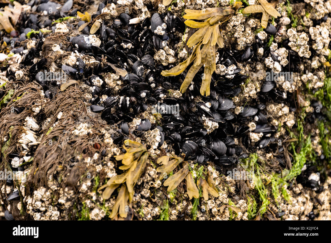 Tiny Rockweed seaweed, mussels and barnacles in the tide pools along ...